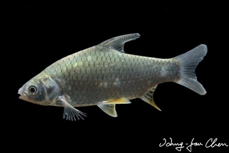Barbonymus gonionotus (Barbus javanicus, Barbus koilometopon ...