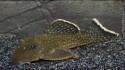 Baryancistrus chrysolomus – Mango Pleco, L047 — Seriously Fish