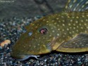 Baryancistrus chrysolomus – Mango Pleco, L047 — Seriously Fish
