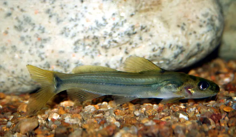 Batasio travancoria – Malabar Batasio — Seriously Fish