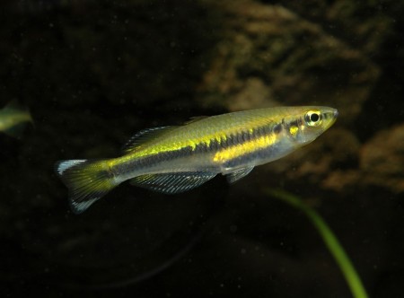 Bedotia madagascarensis (Madagascan Rainbow Fish) — Seriously Fish