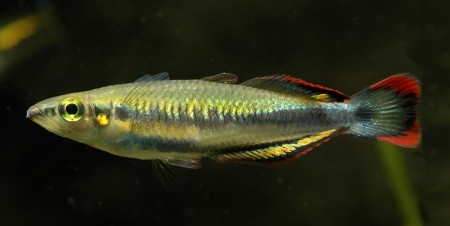 Bedotia madagascarensis (Madagascan Rainbow Fish) — Seriously Fish
