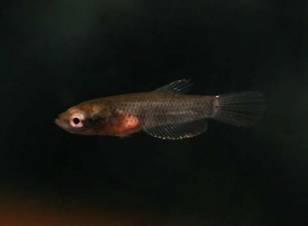 Betta channoides – Snakehead Betta — Seriously Fish