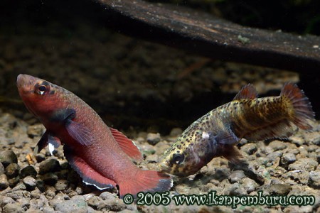 Betta channoides – Snakehead Betta — Seriously Fish