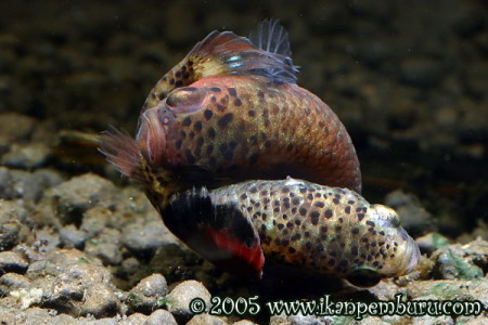 Betta channoides – Snakehead Betta — Seriously Fish