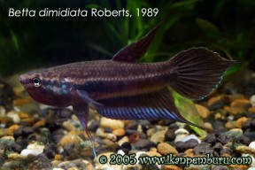 Betta dimidiata — Seriously Fish