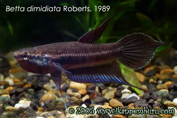 Betta dimidiata — Seriously Fish