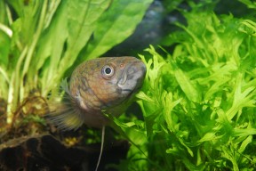 Betta gladiator — Seriously Fish