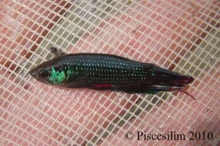 Betta imbellis – Crescent Betta — Seriously Fish