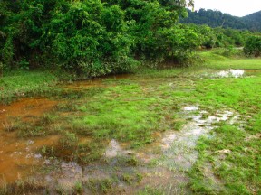 Betta imbellis – Crescent Betta — Seriously Fish