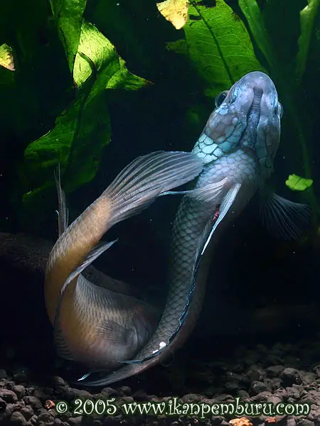Betta ocellata — Seriously Fish