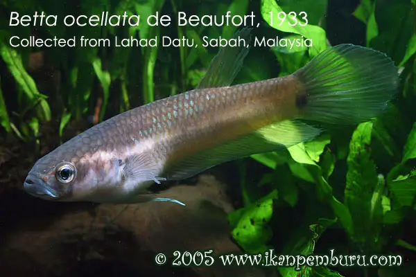 Betta ocellata — Seriously Fish
