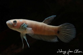 Betta ocellata — Seriously Fish