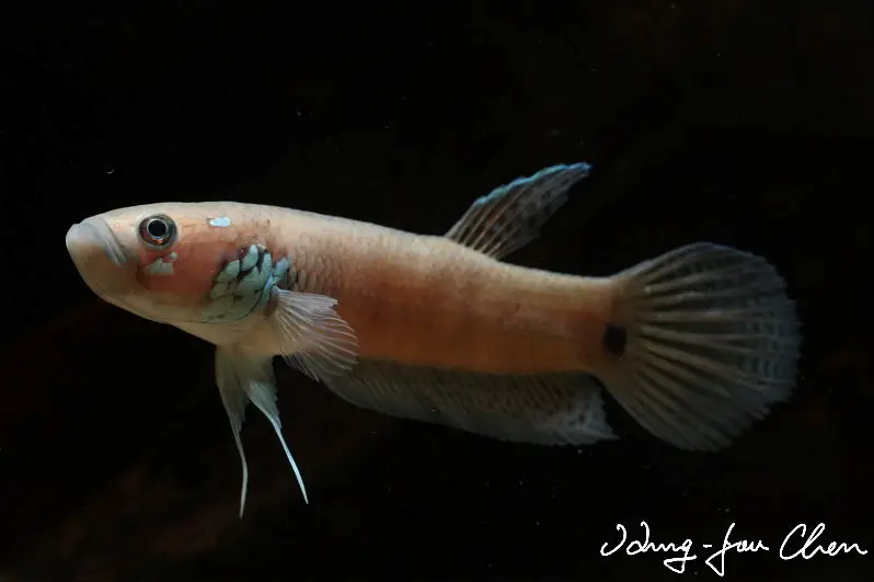 Betta ocellata — Seriously Fish