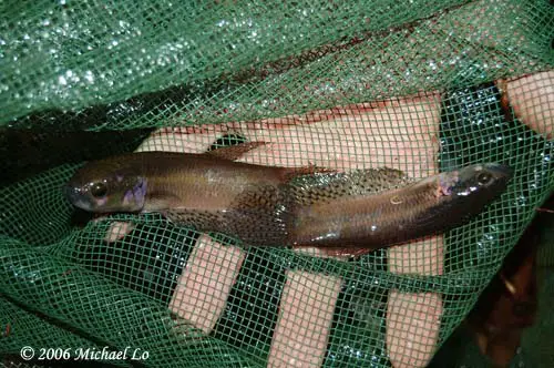 Betta ocellata — Seriously Fish