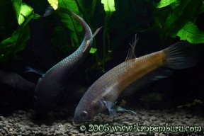 Betta ocellata — Seriously Fish