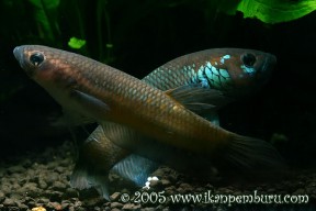 Betta ocellata — Seriously Fish