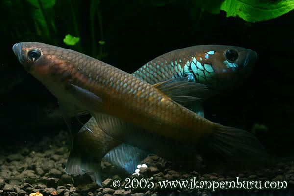 Betta ocellata — Seriously Fish