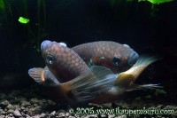 Betta ocellata — Seriously Fish