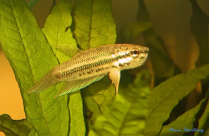 Betta pallida — Seriously Fish