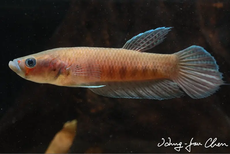 Betta patoti — Seriously Fish