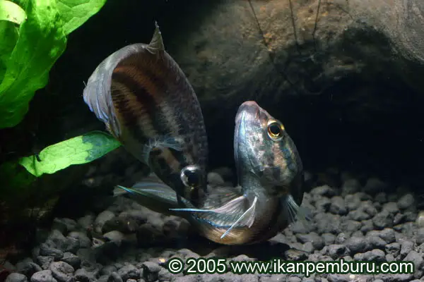 Betta prima — Seriously Fish