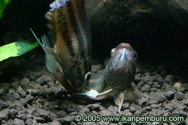 Betta prima — Seriously Fish