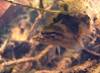 Betta prima — Seriously Fish