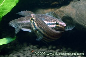 Betta prima — Seriously Fish