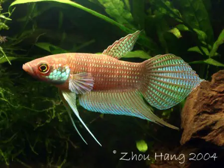 Betta raja — Seriously Fish