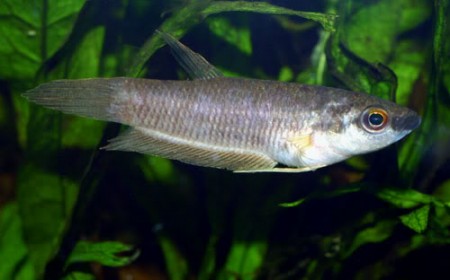 Betta renata — Seriously Fish