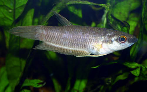 Betta renata — Seriously Fish