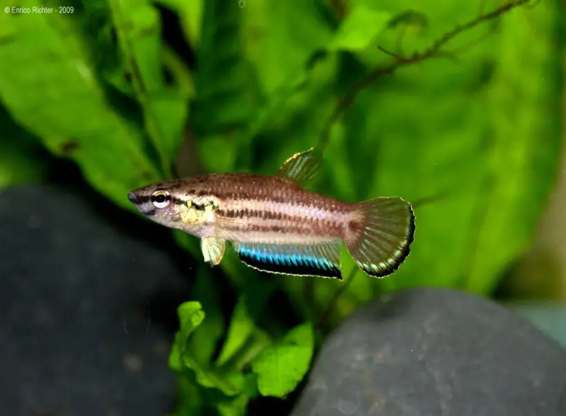 Betta simplex — Seriously Fish