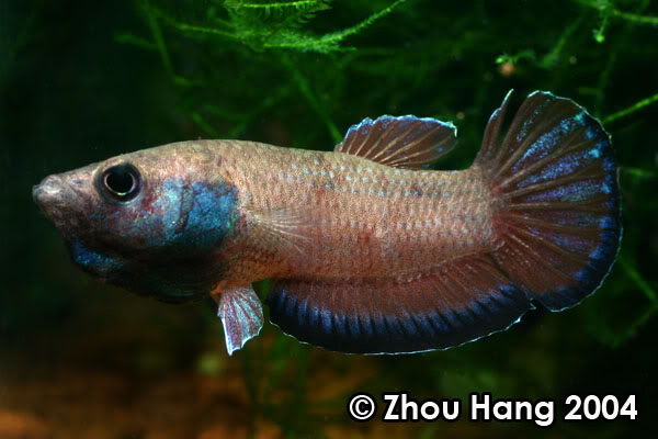 Betta simplex — Seriously Fish