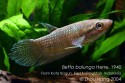 Betta balunga — Seriously Fish