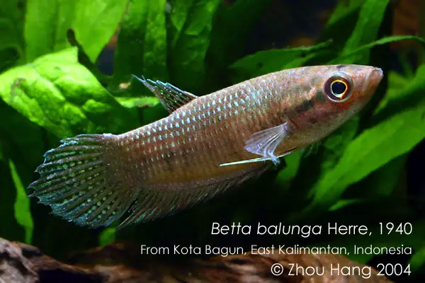 Betta balunga — Seriously Fish
