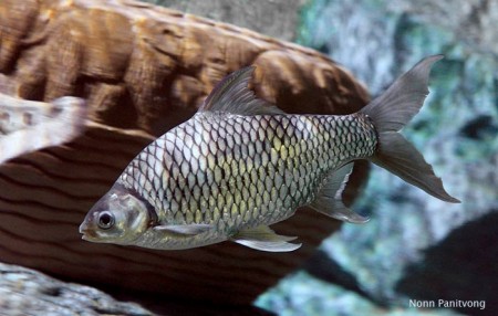 Barbonymus gonionotus (Barbus javanicus, Barbus koilometopon ...
