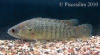 Anabas testudineus – Climbing Perch, Kletterfisch (DE) — Seriously Fish