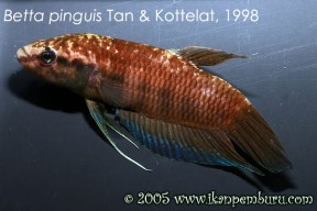 Betta pinguis — Seriously Fish