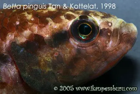 Betta pinguis — Seriously Fish