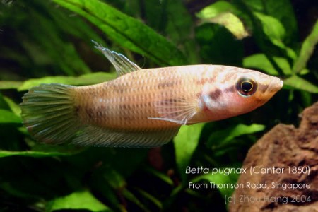 Betta pugnax (Betta bleekeri, Betta macrophthalma) — Seriously Fish