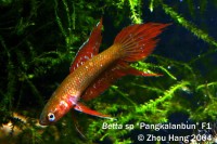 Betta uberis — Seriously Fish