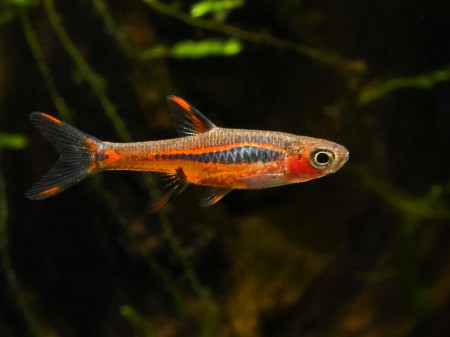 Boraras brigittae – Mosquito Rasbora (Rasbora urophthalma brigittae ...