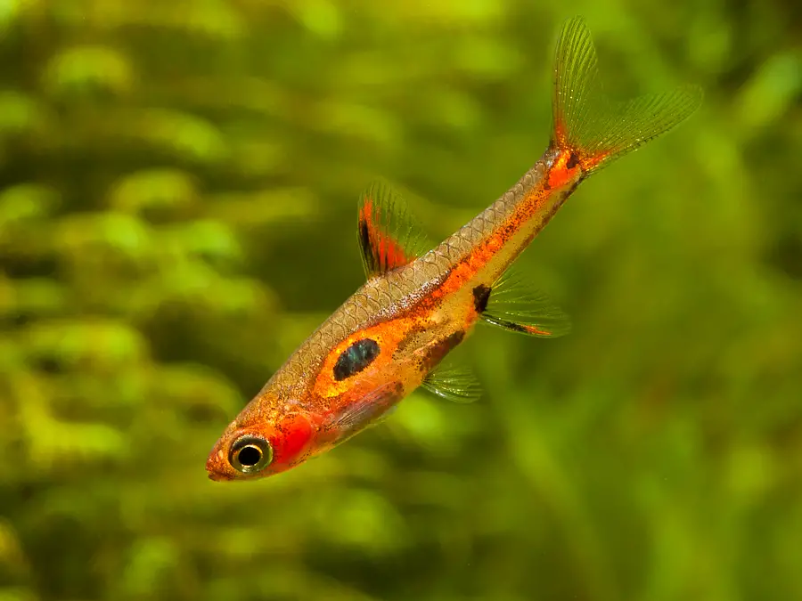 Boraras merah (Rasbora merah) — Seriously Fish