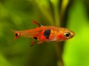 Boraras naevus (Boraras red micros) — Seriously Fish