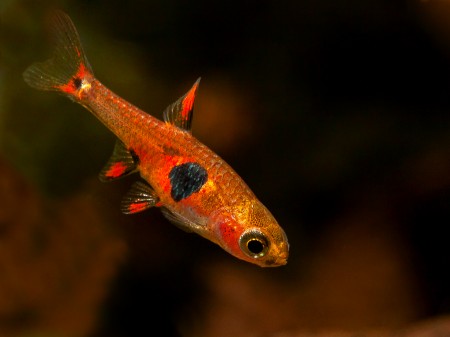 Boraras naevus (Boraras red micros) — Seriously Fish