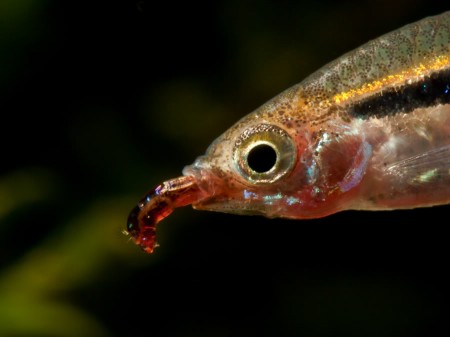 Boraras urophthalmoides (Rasbora urophthalmoides) — Seriously Fish