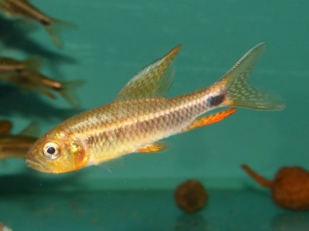 Crenuchus spilurus – Sailfin Characin — Seriously Fish