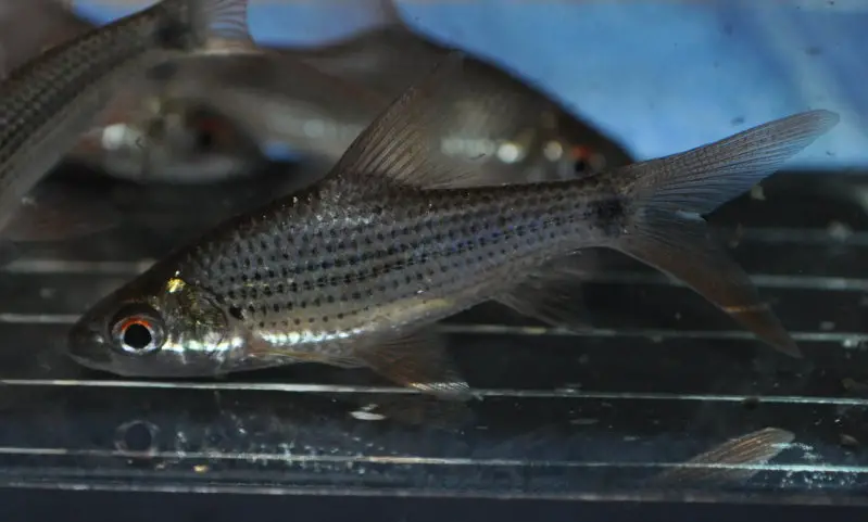 Cyclocheilichthys apogon – Beardless Barb (Barbus apogon ...