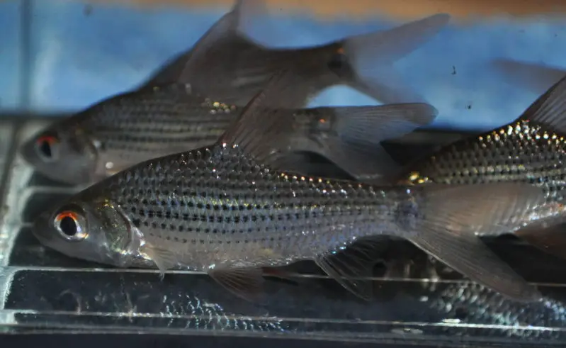 Cyclocheilichthys apogon – Beardless Barb (Barbus apogon ...